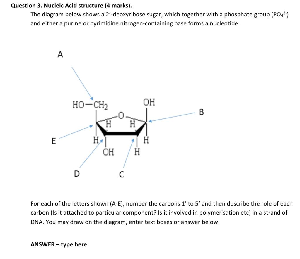 Solved Question 3. Nucleic Acid structure ( 4 marks). The | Chegg.com
