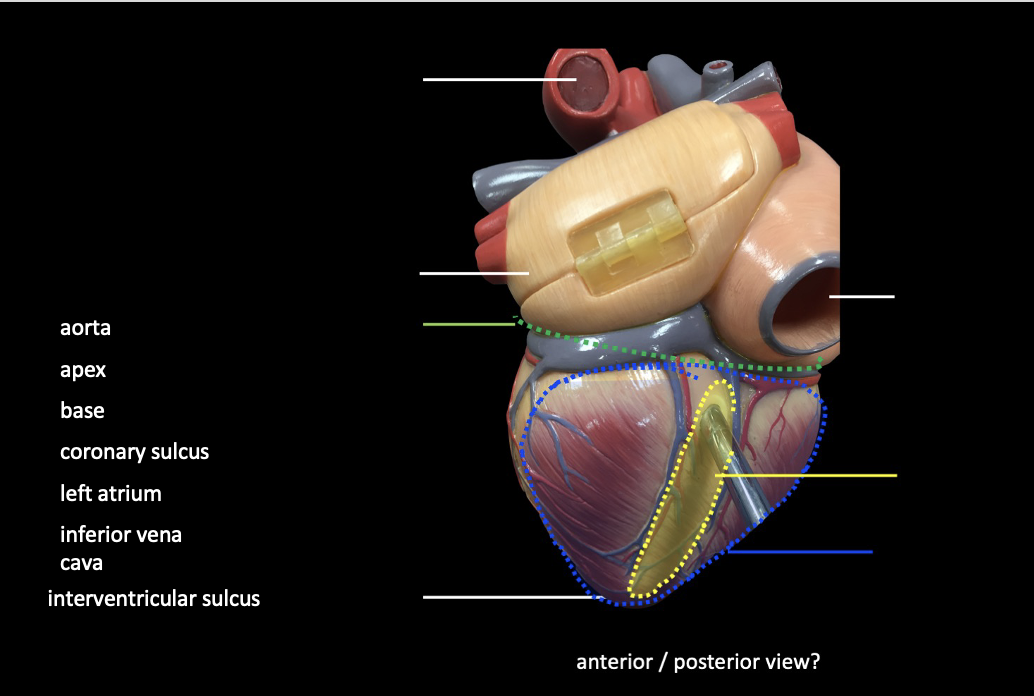 Solved Please label the following terms correctly. | Chegg.com