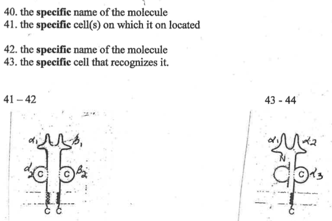 Solved 40. the specific name of the molecule 41. the | Chegg.com