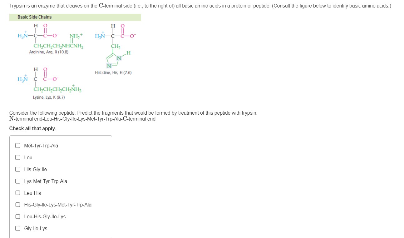 Solved .Trypsin is an enzyme that cleaves on the C-terminal | Chegg.com