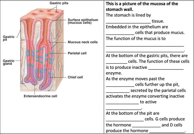 Stomach Cells