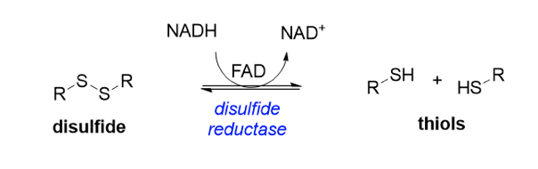 Solved The enzyme "disulfide reductase" catalyzes the | Chegg.com