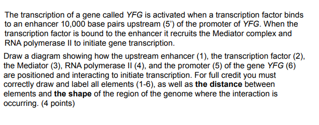 Solved The transcription of a gene called YFG is activated | Chegg.com