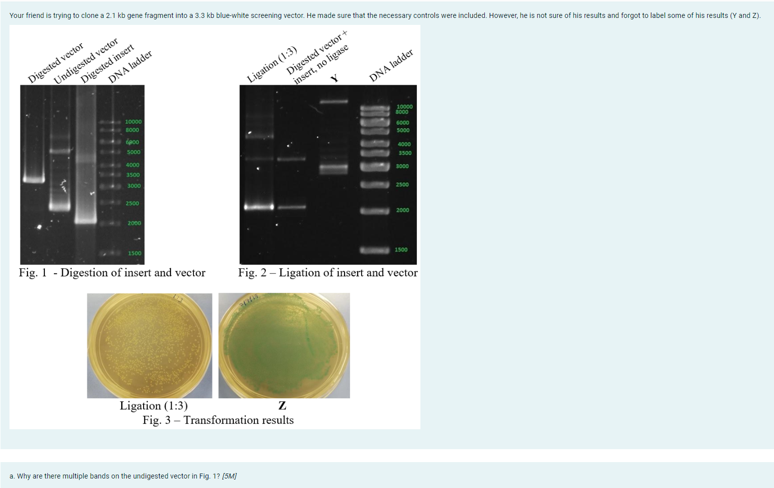 Solved Fig. 1 - Digestion of insert and vector Fig. 2 - | Chegg.com
