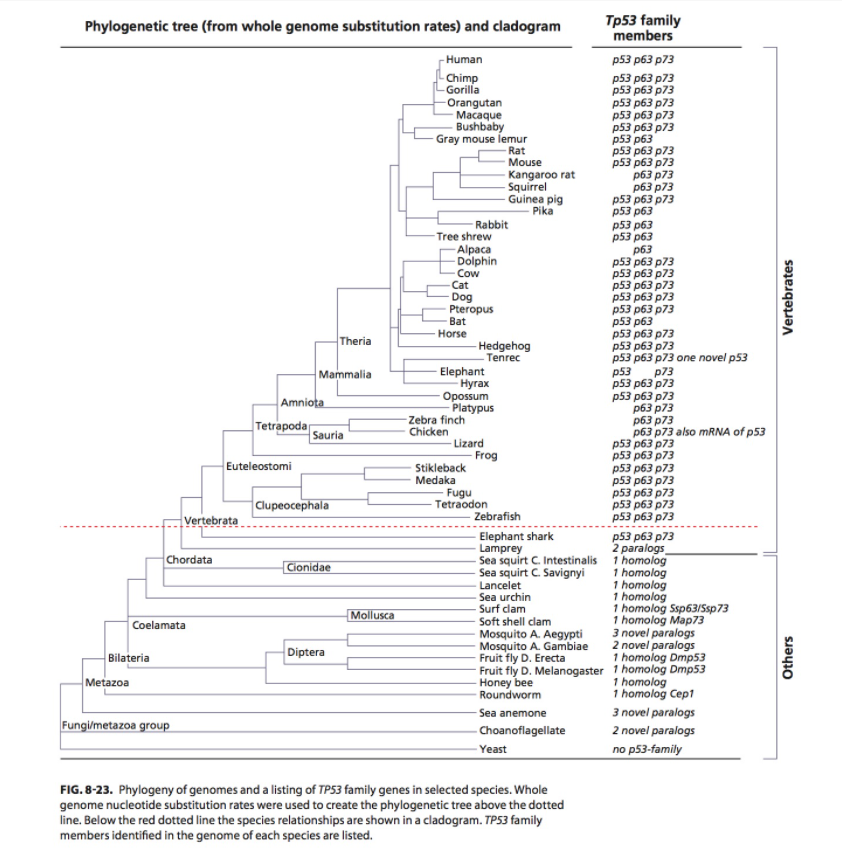 Solved Question 1: Fig 8-13 on page 187 discusses the UPGMA | Chegg.com