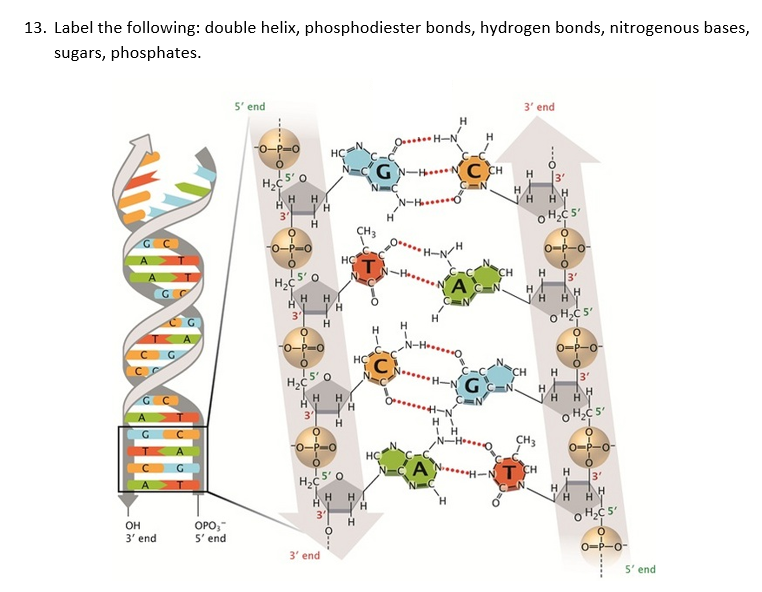 Solved 13. Label the following: double helix, phosphodiester | Chegg.com