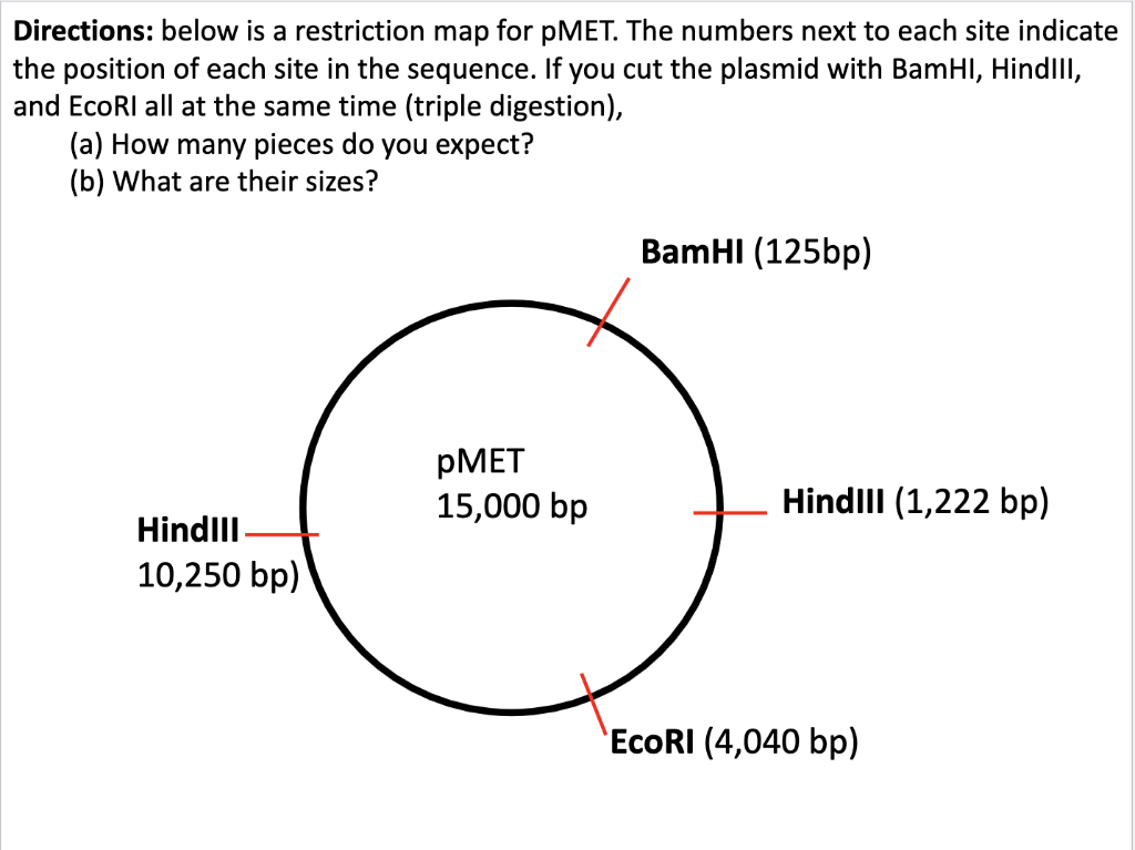 Solved Directions: below is a restriction map for PMET. The | Chegg.com