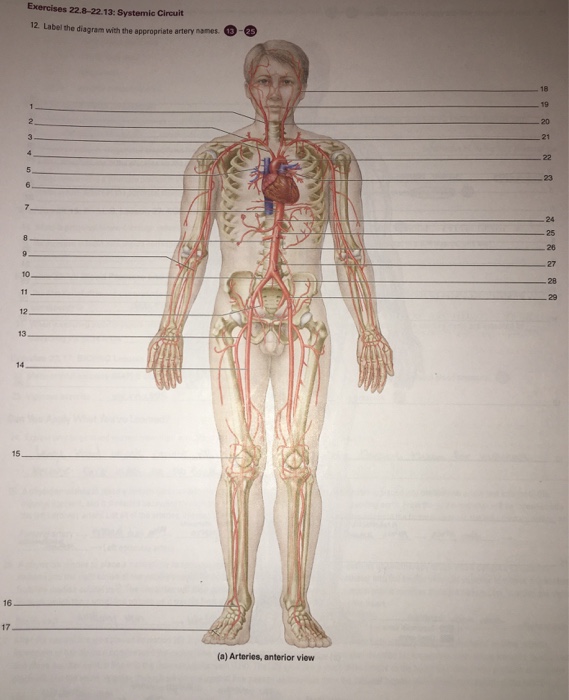 Solved Label the diagram with the appropriate artery names. | Chegg.com