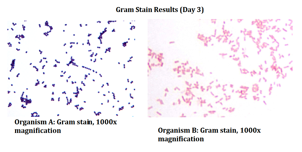 Solved What is the identity of your Gram-positive and | Chegg.com