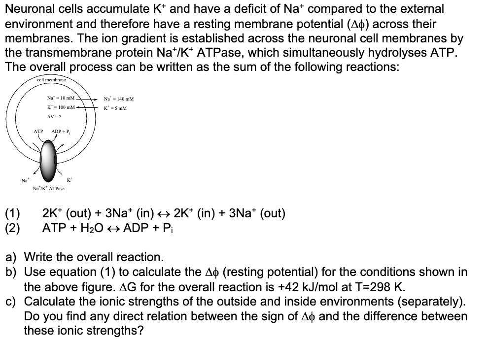 Solved Neuronal cells accumulate K+and have a deficit of | Chegg.com