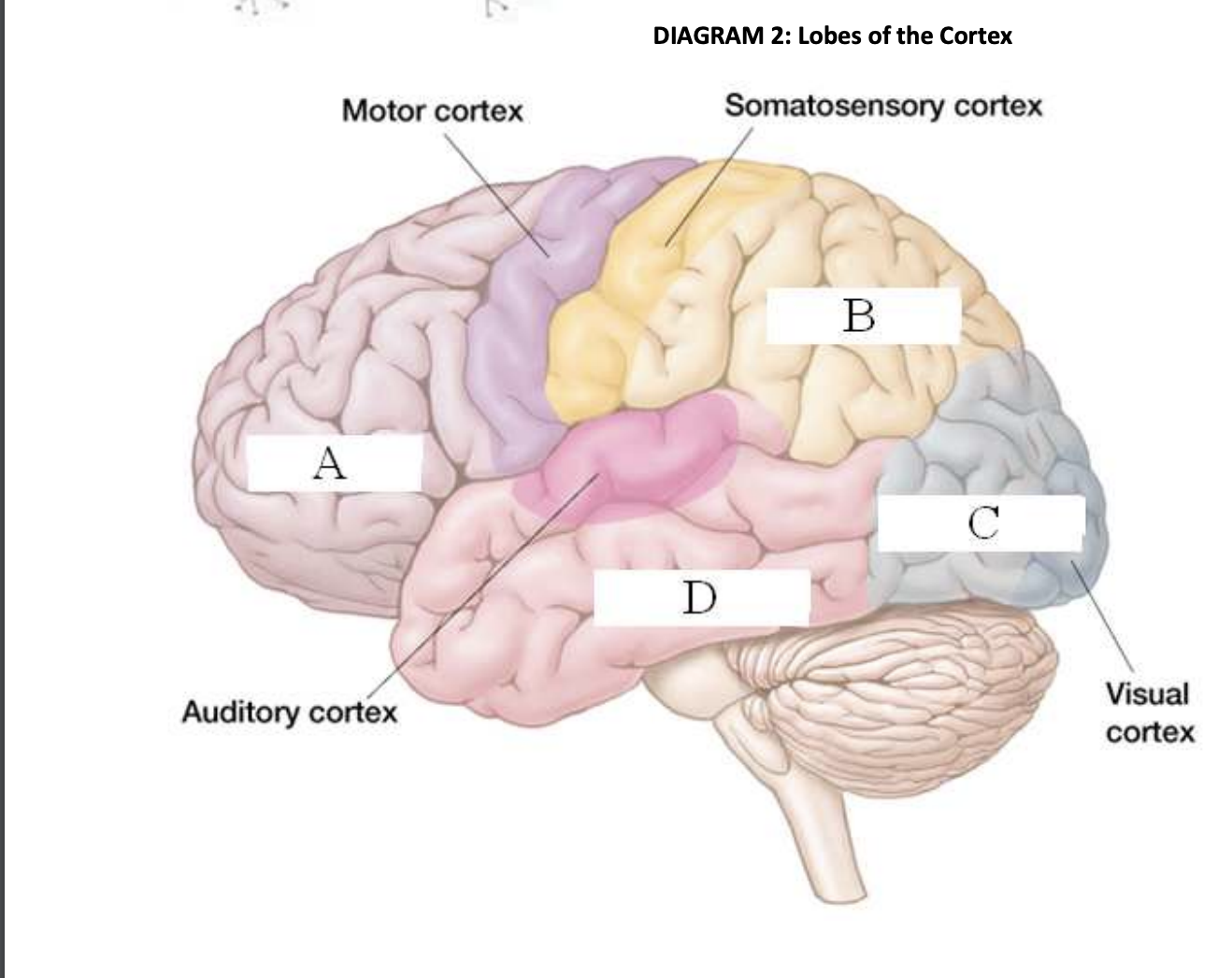 Solved DIAGRAM 3: The Brain DIAGRAM 1: | Chegg.com Solved DIAGRAM 3: The Brain DIAGRAM 1: | Chegg.com