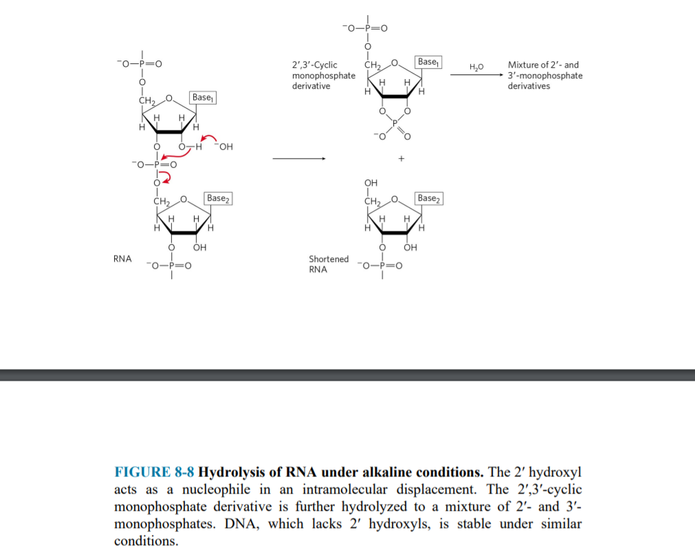 Schematic Diagram Summarizing The Hydrolysis Of Dietary Rna