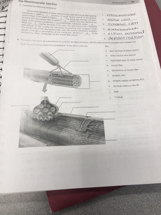 Solved 190 Review Sheet 12 sarcomere Using the terms from | Chegg.com Solved 190 Review Sheet 12 sarcomere Using the terms from | Chegg.com