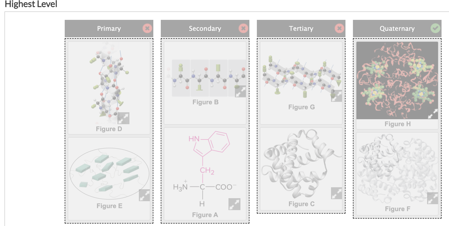 Solved Proteins are made up of a long chain of amino acids | Chegg.com