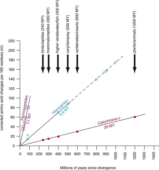 Solved From the graphic below we can conclude that the rate | Chegg.com
