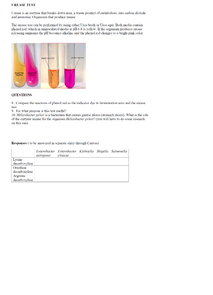 Solved UREASE TEST Urease is an enzyme that breaks down | Chegg.com