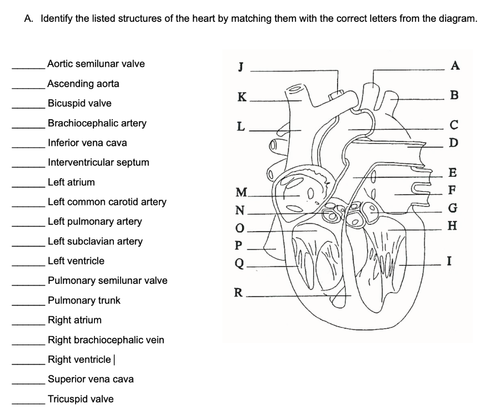Solved A. Identify the listed structures of the heart by | Chegg.com