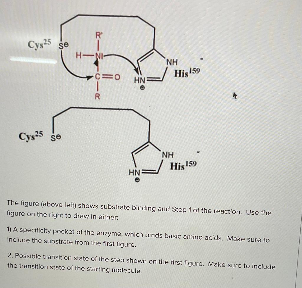 The figure (above left) shows substrate binding and | Chegg.com