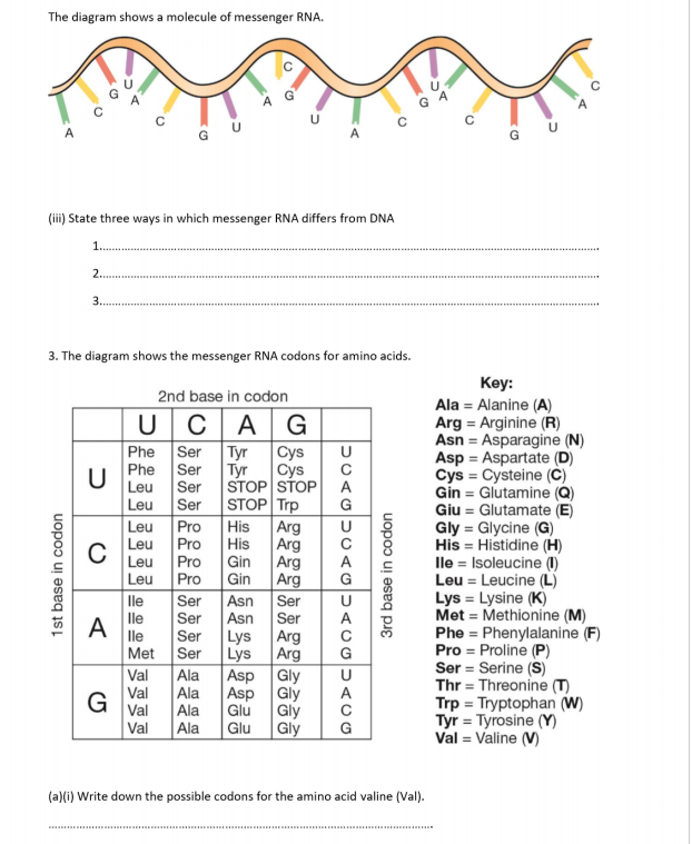 Solved The diagram shows a molecule of messenger RNA. G c C | Chegg.com