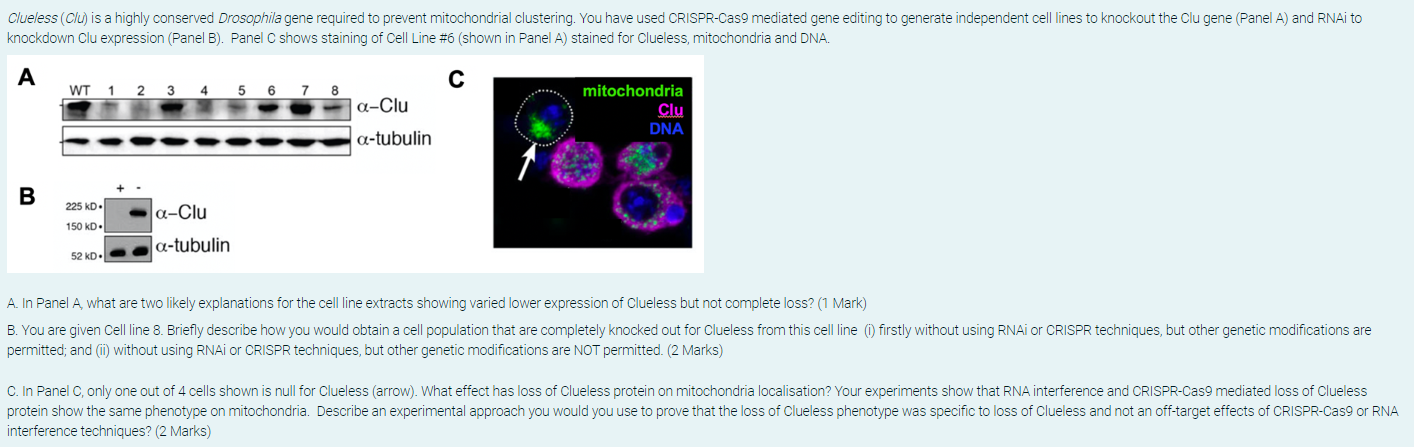 Solved knockdown Clu expression (Panel B). Panel C shows | Chegg.com