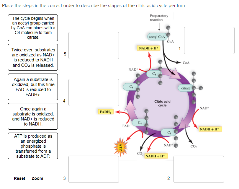 Solved Place the steps in the correct order to describe the | Chegg.com