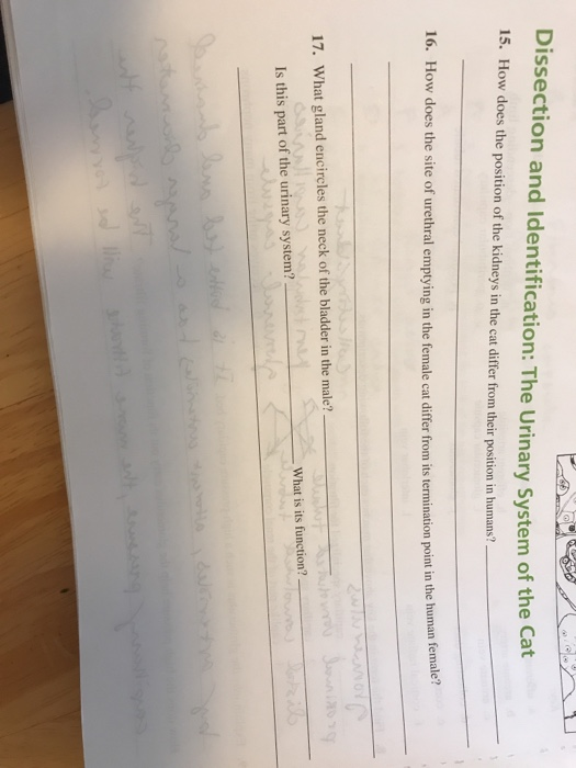 Solved Dissection and Identification: The Urinary System of | Chegg.com