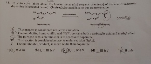 Solved 18. In lecture we talked about the human metabolism | Chegg.com