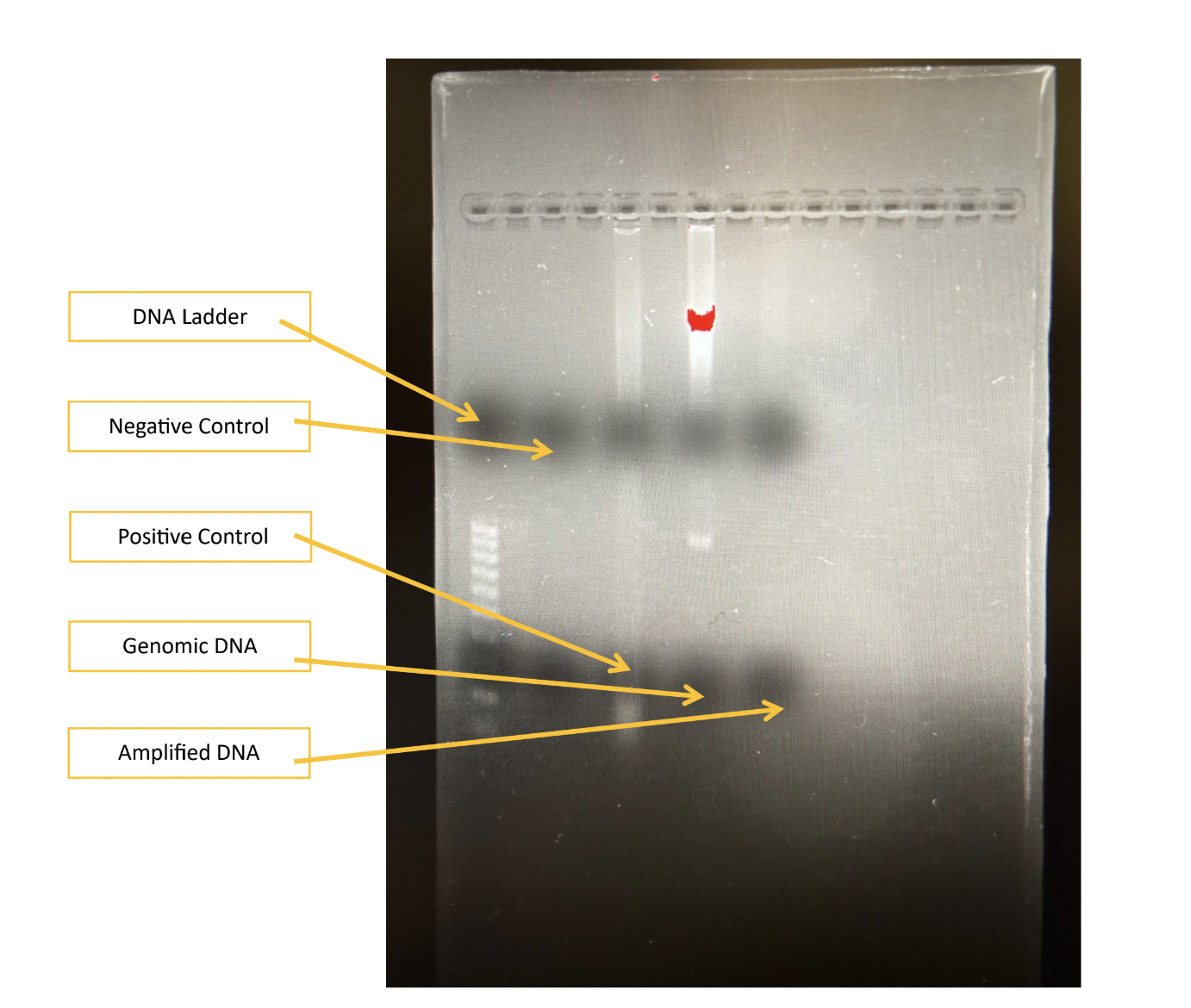 Solved Did you accurately amplify the DNA? How are you able | Chegg.com