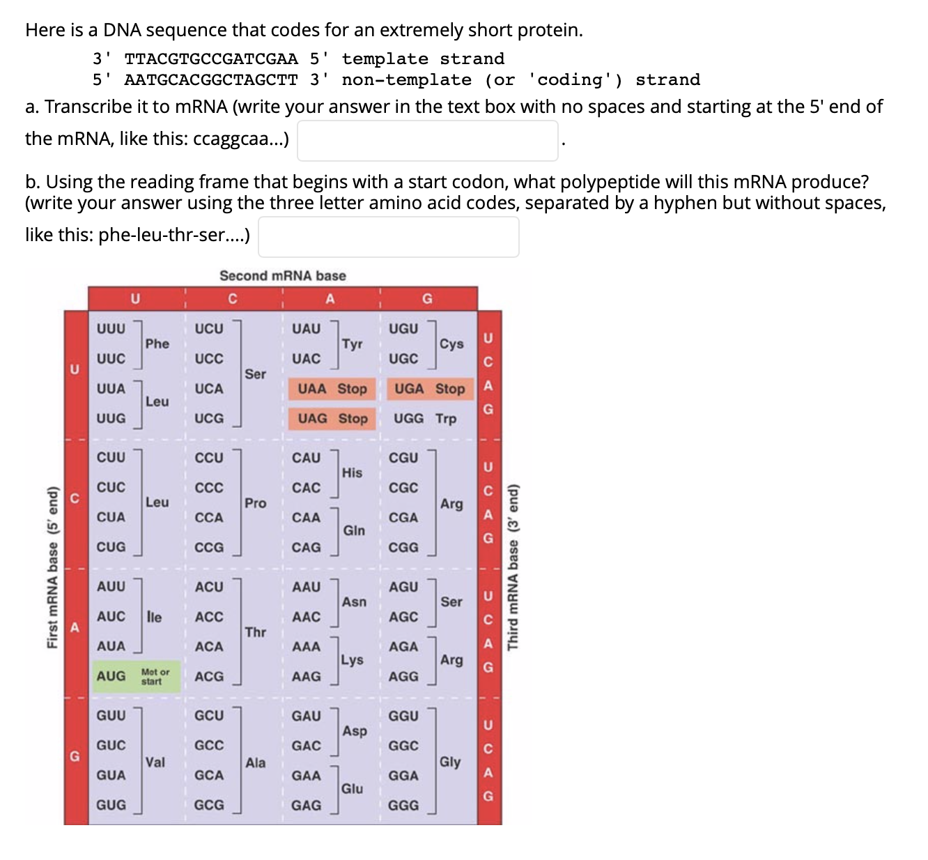 Solved Here is a DNA sequence that codes for an extremely | Chegg.com