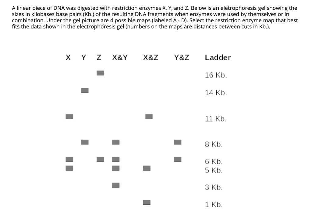 Solved A linear piece of DNA was digested with restriction | Chegg.com