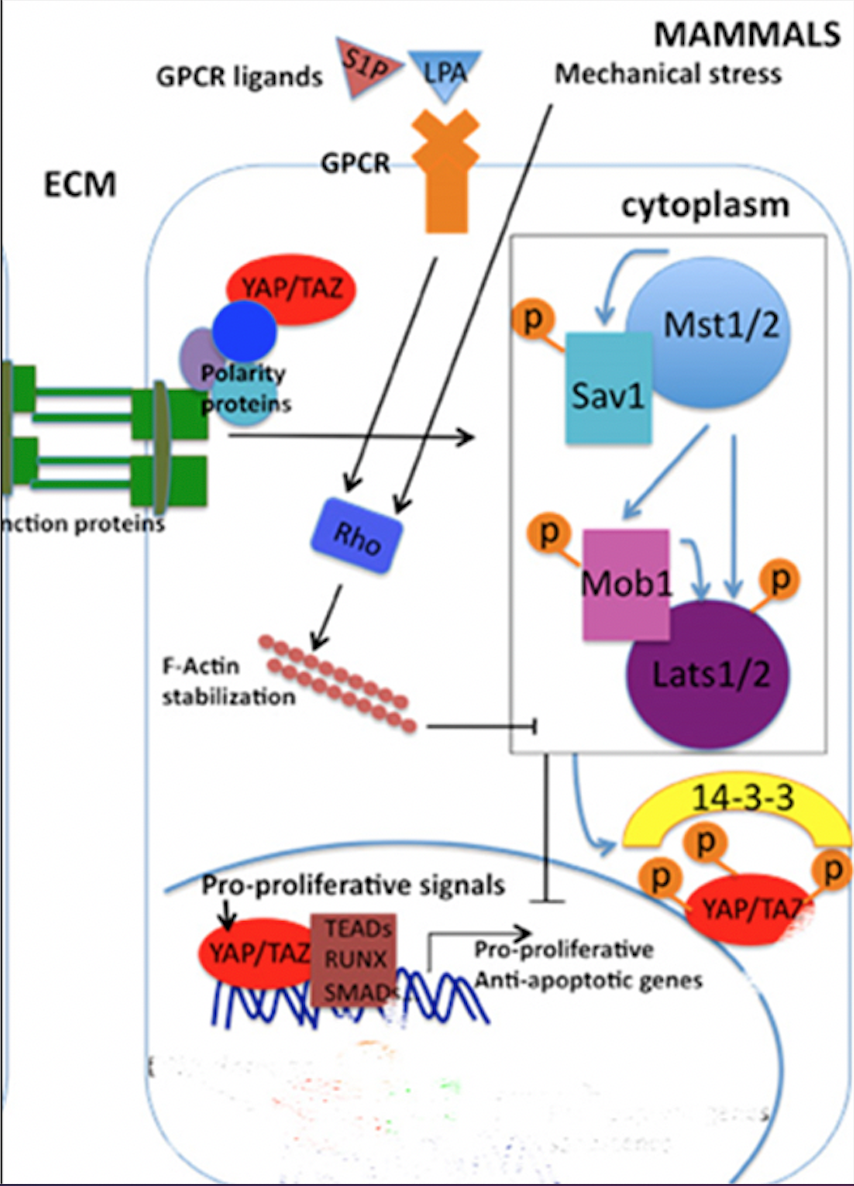 Solved The attached diagram describes the Hippo kinase | Chegg.com