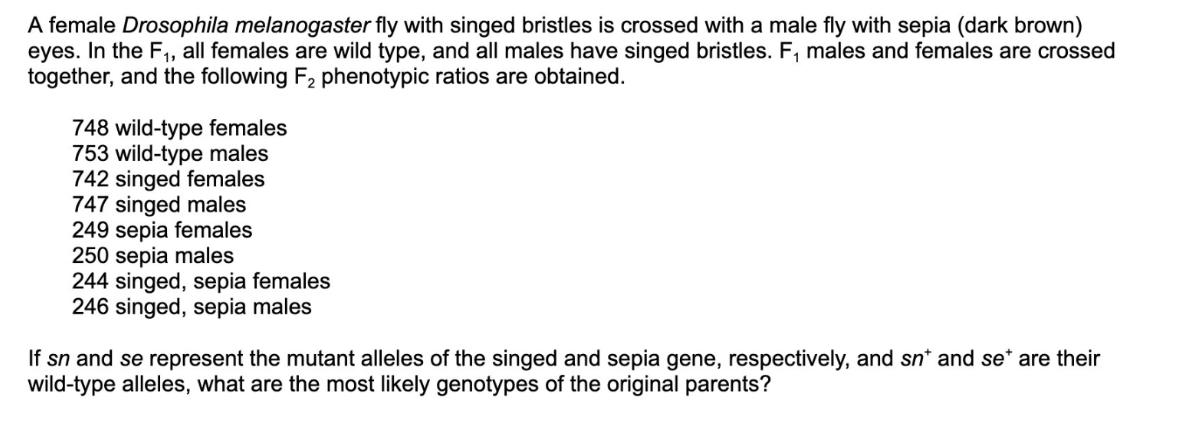 Solved A female Drosophila melanogaster fly with singed | Chegg.com