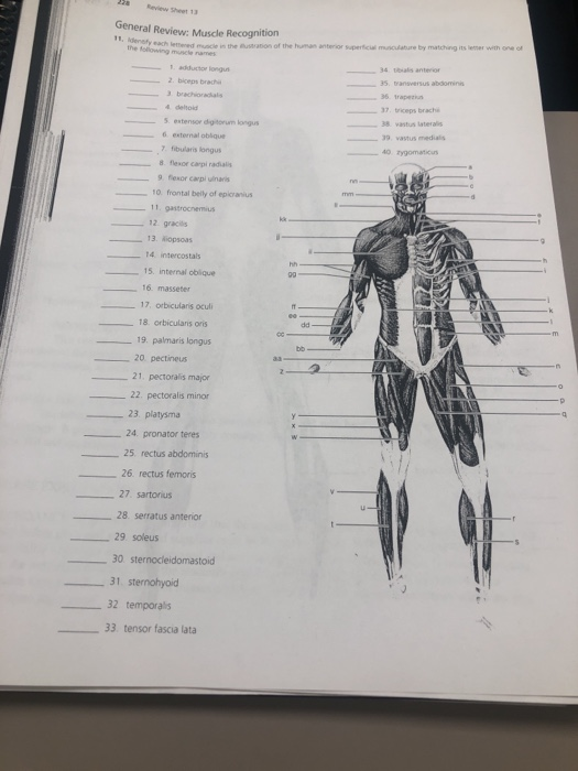 General review muscle recognition review sheet 15 General review muscle recognition review sheet 15