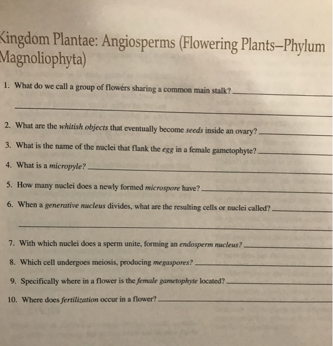 Solved Kingdom Plantae: Angiosperms (Flowering Plants-Phylum | Chegg.com