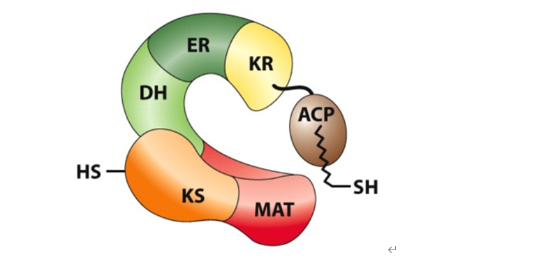 Solved The Fatty Acid synthase I (FAS I) is a multienzyme | Chegg.com
