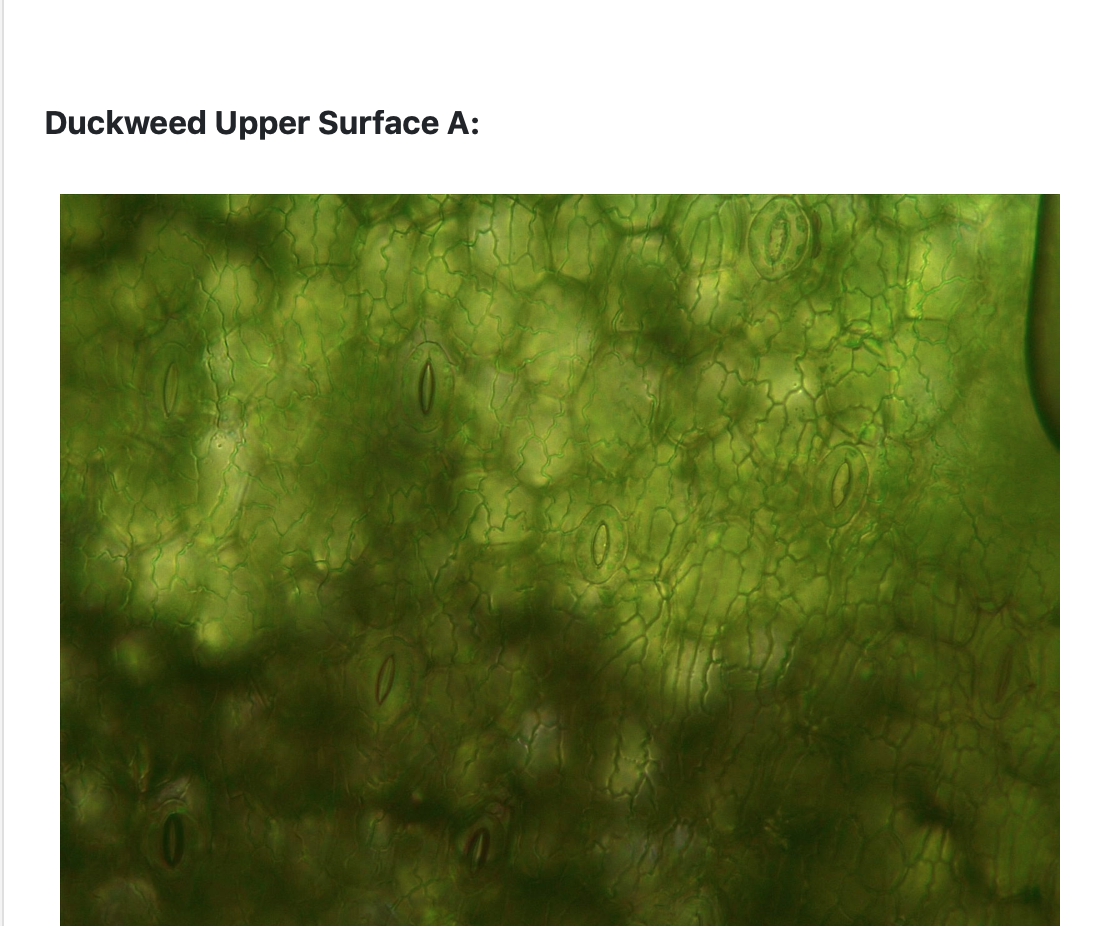 DISTRIBUTION OF STOMATA ACTIVITY Table 2. Density of | Chegg.com