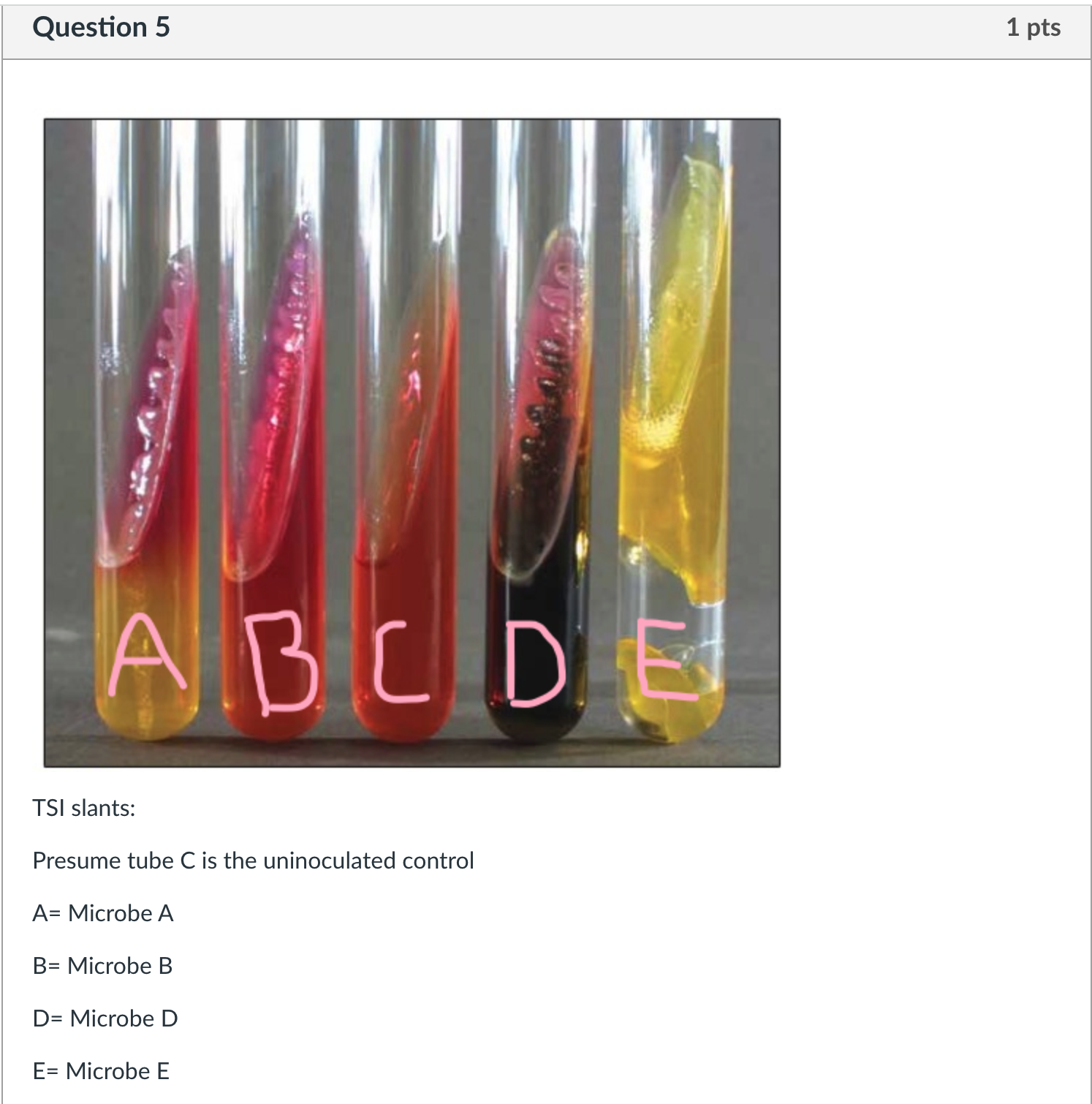 Solved TSI slants: Presume tube C is the uninoculated | Chegg.com