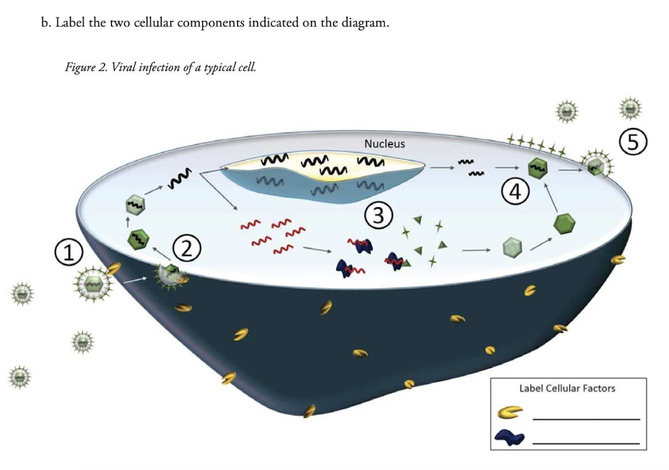 Solved b. ﻿Label the two cellular components indicated on | Chegg.com