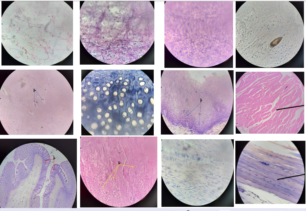 What general tissue type of each picture and its | Chegg.com