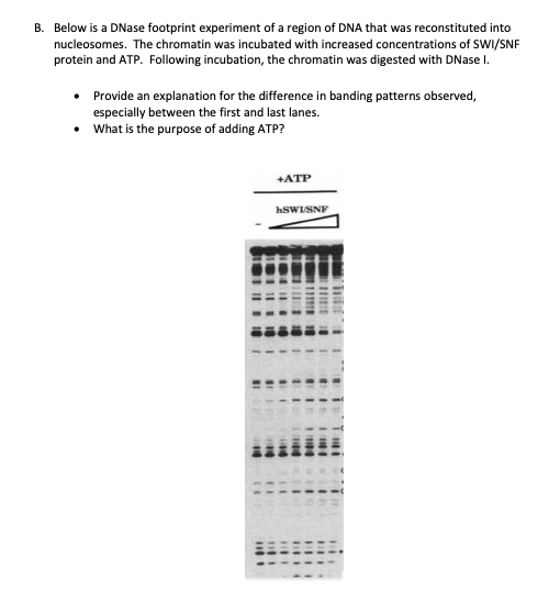 Solved B. Below is a DNase footprint experiment of a region | Chegg.com
