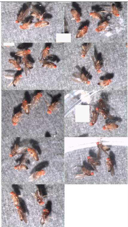 Collecting data from the cross All that is left to do | Chegg.com