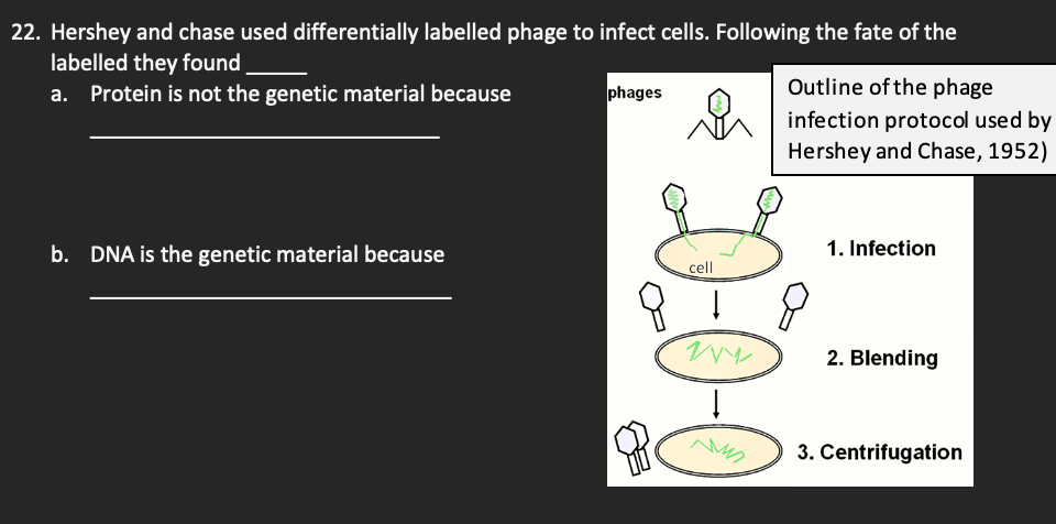 Solved Outline of the phage infection protocol used by | Chegg.com