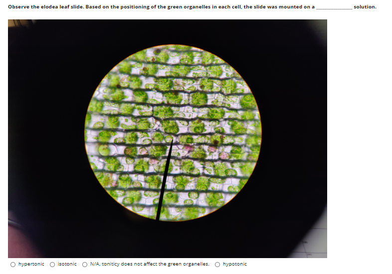 Solved Observe the elodea leaf slide. Based on the | Chegg.com