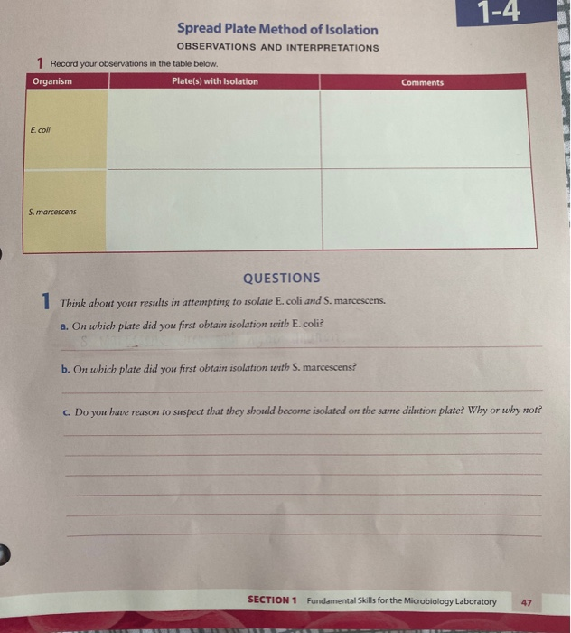 1-4 Spread Plate Method of Isolation OBSERVATIONS AND | Chegg.com