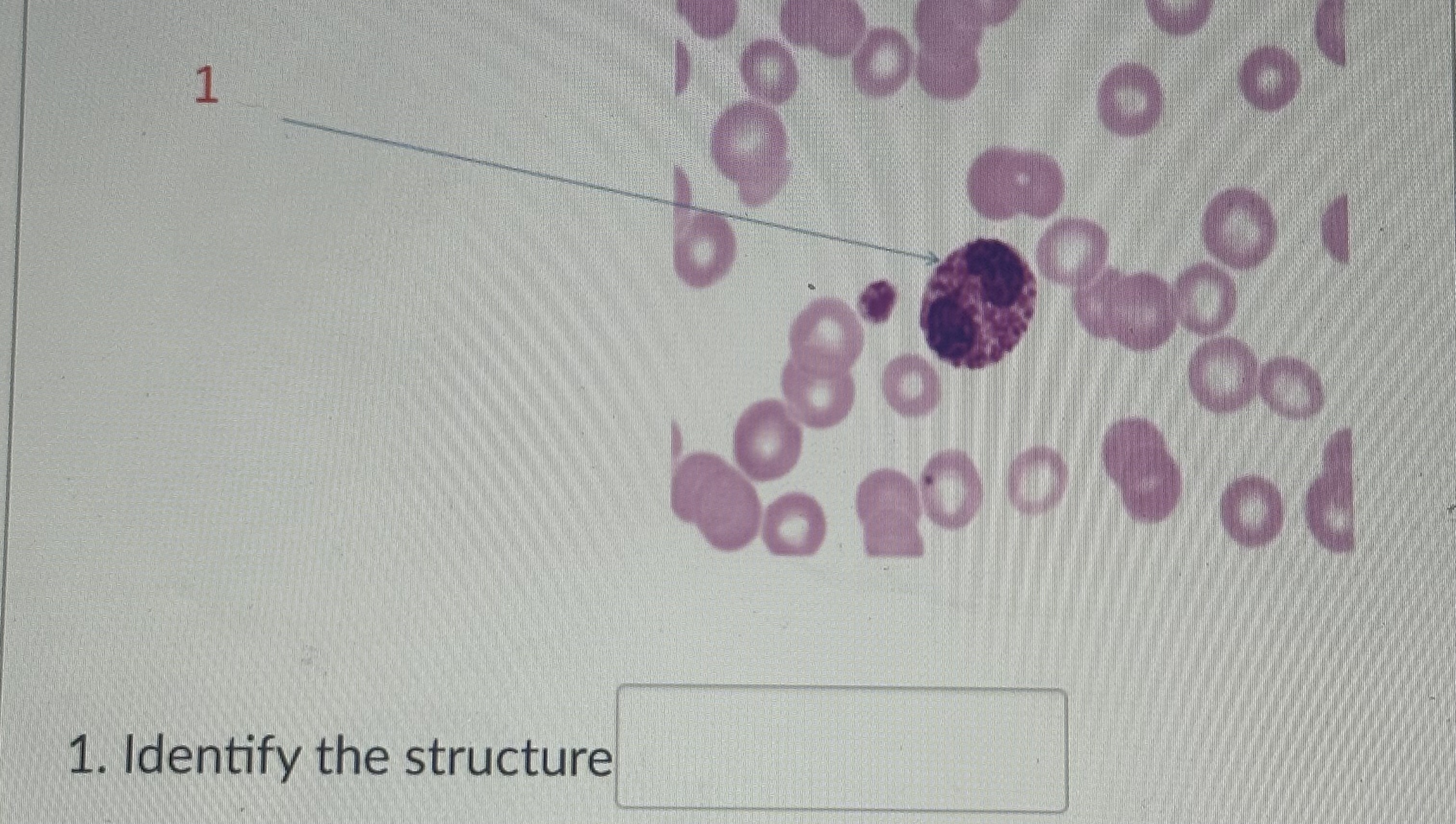 Solved 1. Identify the structure | Chegg.com Solved 1. Identify the structure | Chegg.com