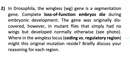 Solved 2) In Drosophila, the wingless (wg) gene is a | Chegg.com
