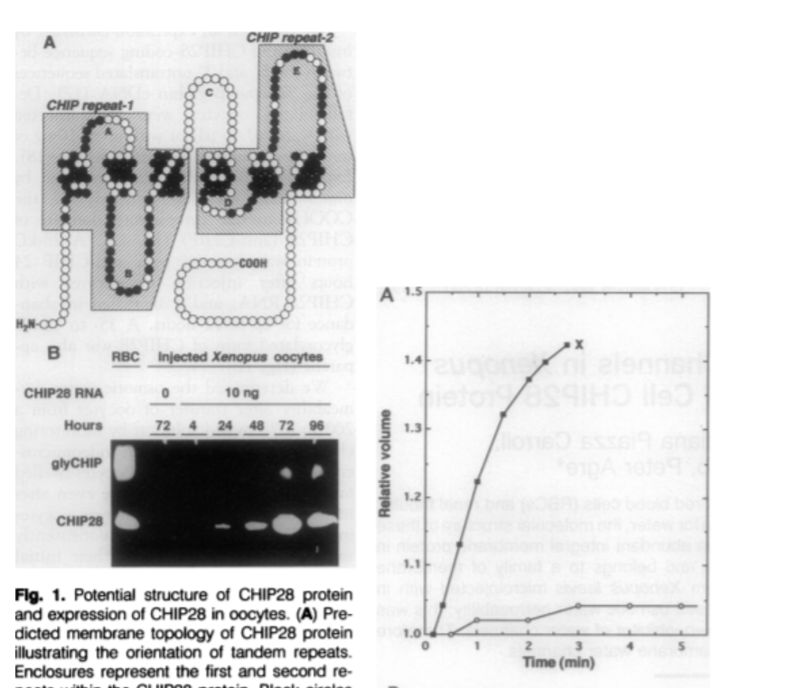 Solved A CHIP repeat-2 CHIP repeat-1 -COOH A 1.5 HN B RBC | Chegg.com