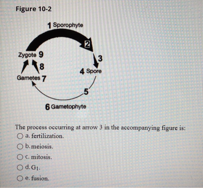 Solved Figure 10-2 1 Sporophyte 2 Zygote 9 3 4 Spore Gametes | Chegg.com