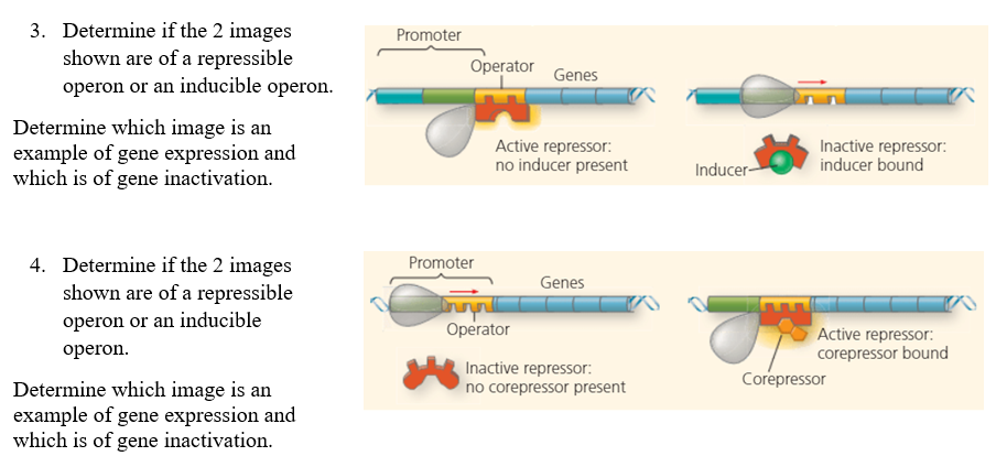 Solved Promoter Operator Genes 3. Determine if the 2 images | Chegg.com