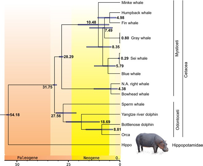 Solved What is the outgroup in this phylogenetic tree? The | Chegg.com